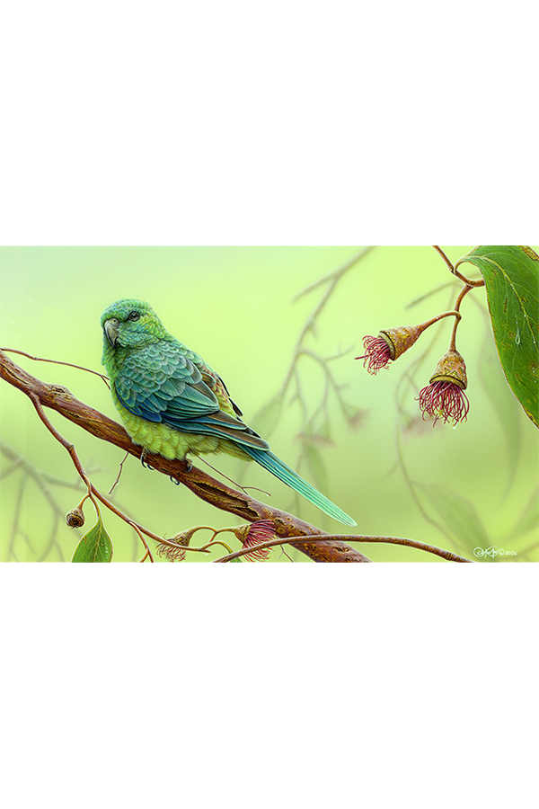 Red-rumped Parrot | CHRISTOPHER POPE Bird & wildlife artist