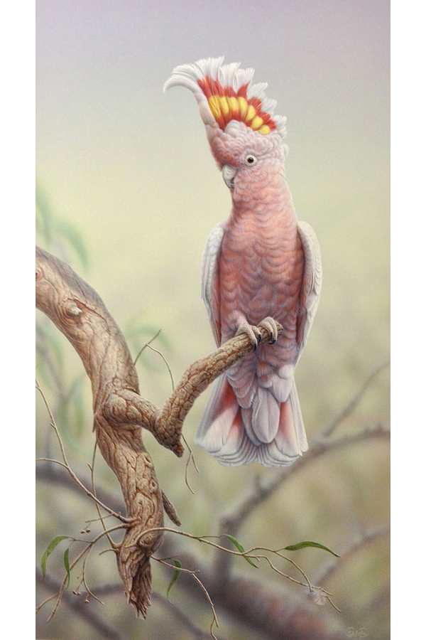 Major Mitchell's Cockatoo | CHRISTOPHER POPE Bird & wildlife artist