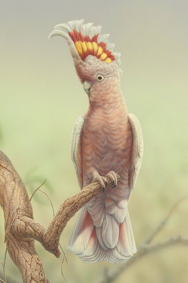 Major Mitchell's Cockatoo | CHRISTOPHER POPE Bird & wildlife artist