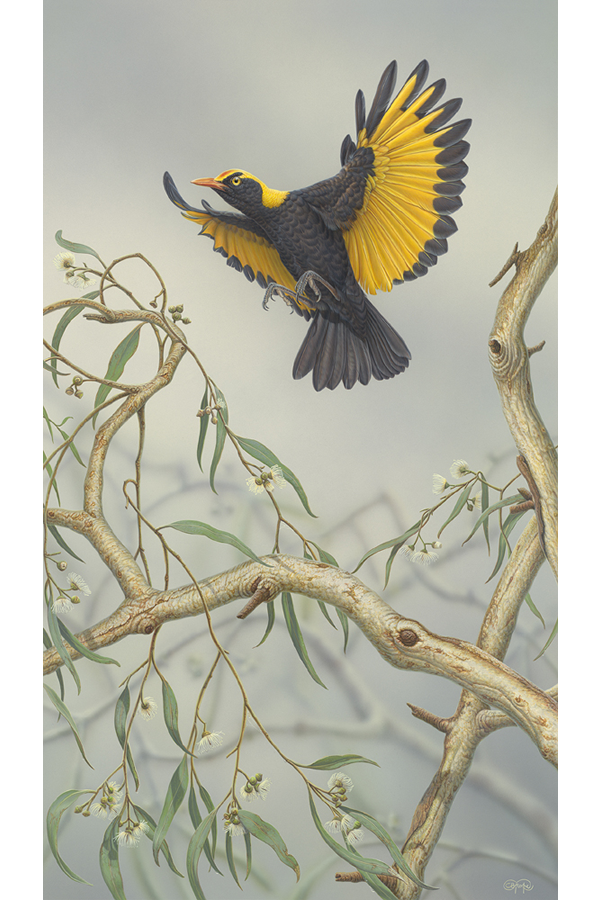 Regent Bowerbird | CHRISTOPHER POPE Bird & wildlife artist