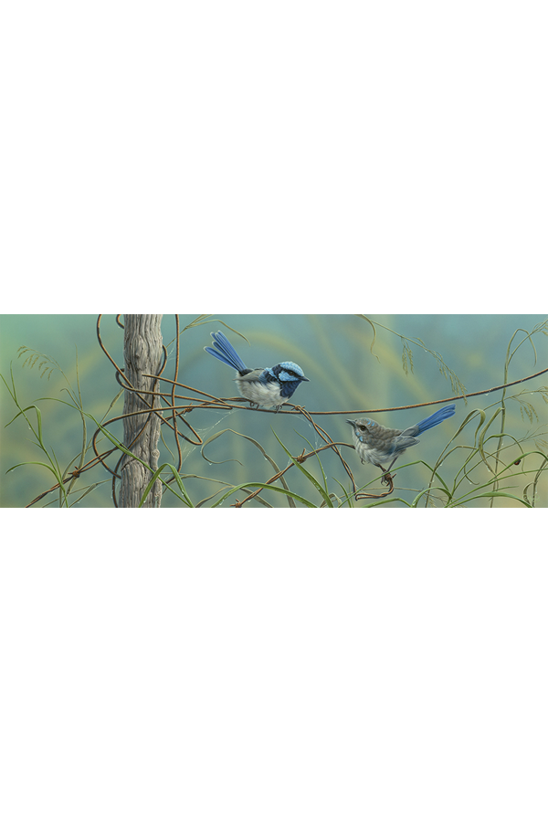 Superb Fairy Wrens | CHRISTOPHER POPE Bird & wildlife artist