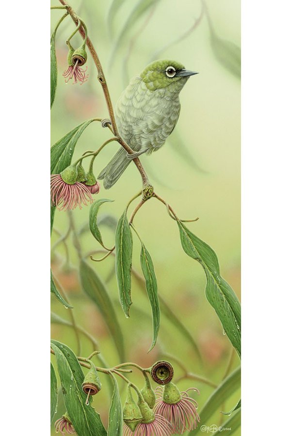 Silvereye | CHRISTOPHER POPE Bird & wildlife artist