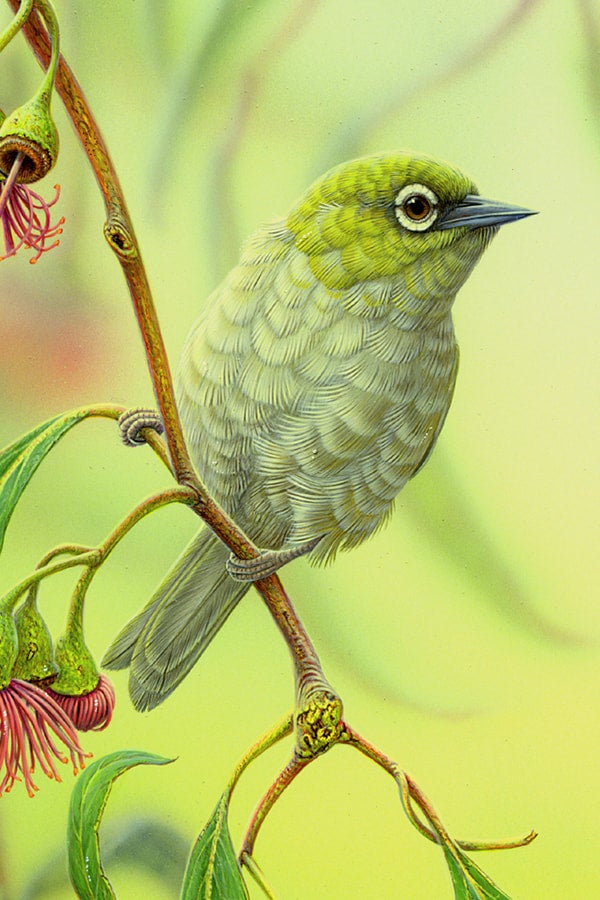 Silvereye | CHRISTOPHER POPE Bird & wildlife artist