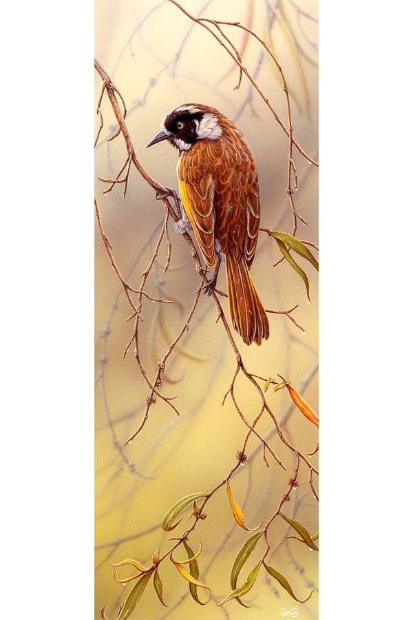 Barking Owl Portrait | CHRISTOPHER POPE Bird & wildlife artist