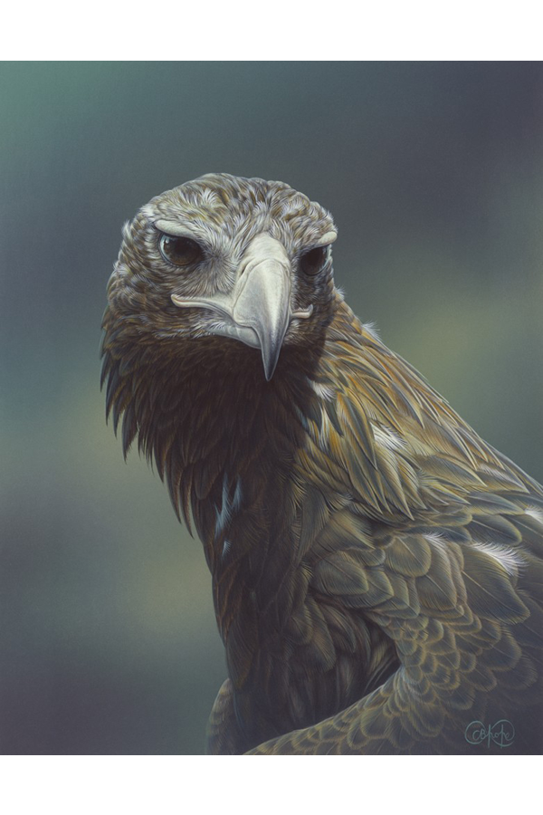 Wedge-tailed Eagle (portrait) | CHRISTOPHER POPE Bird & wildlife artist