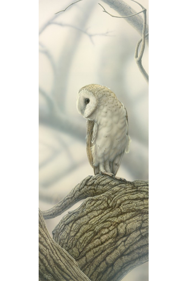 Barn Owl | CHRISTOPHER POPE Bird & wildlife artist