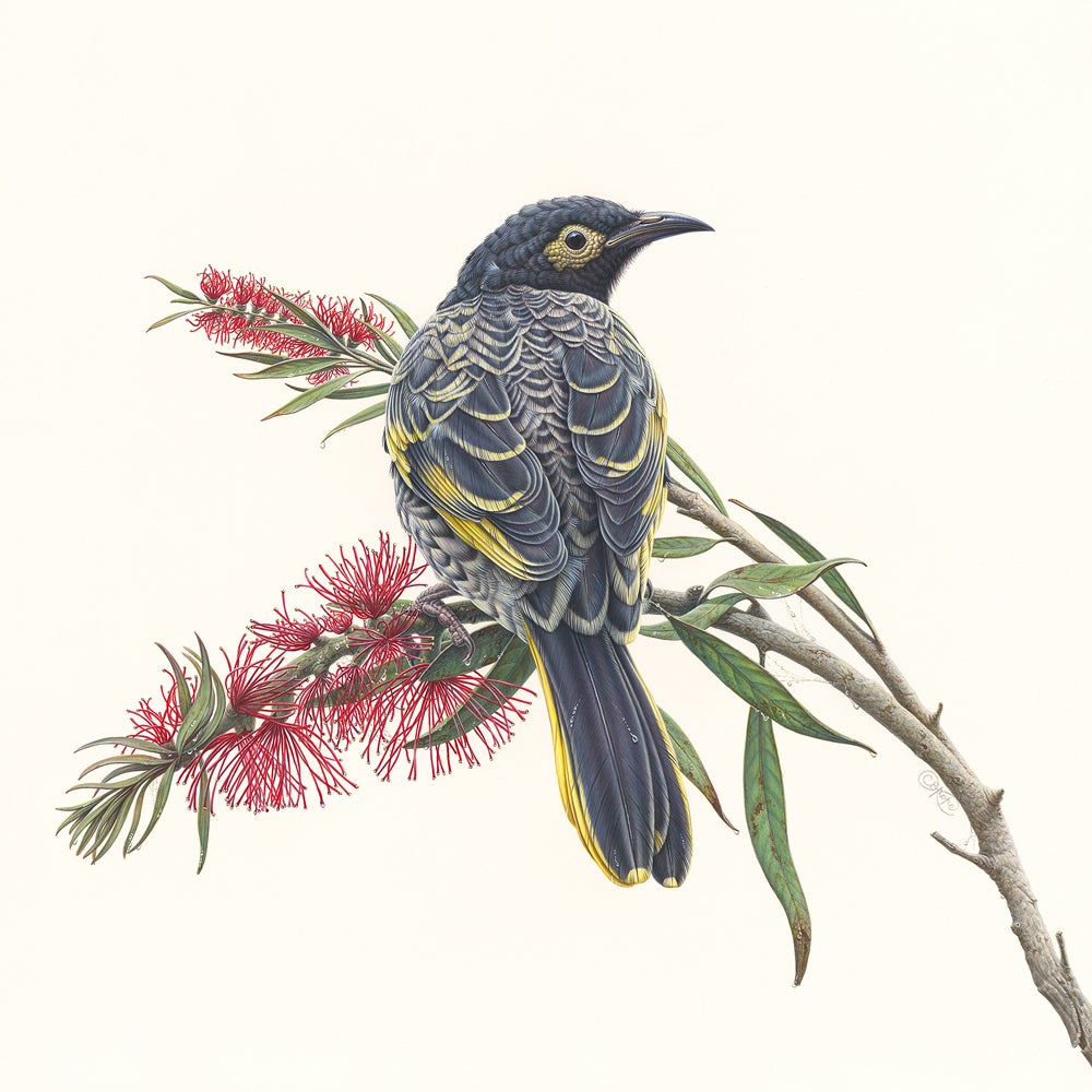 Regent Honeyeater | CHRISTOPHER POPE Bird & wildlife artist